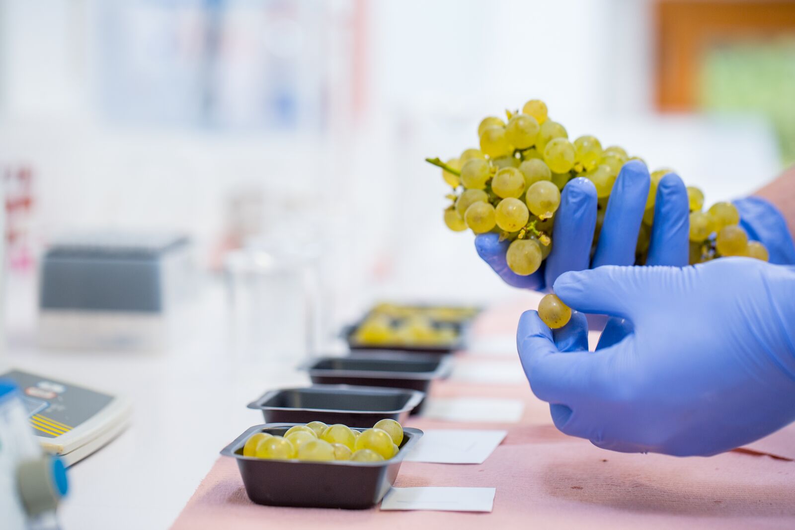 Seed Quality Control | SGS