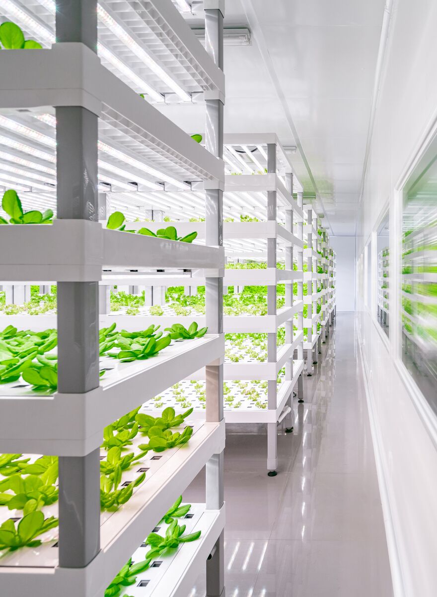 Seed Research and Development | SGS