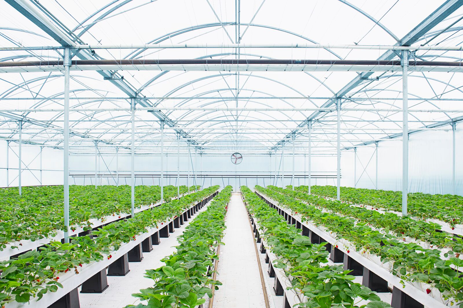 Seed Quality Control | SGS